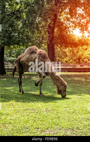 Grass-eating Bactrian camel Stock Photo - Alamy