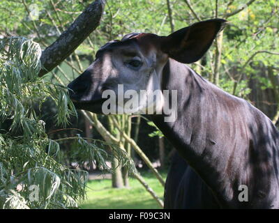 Female Central African Okapi (Okapia johnstoni) feeding on leaves ...