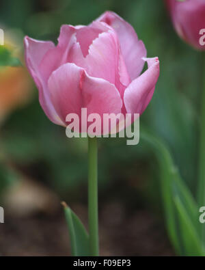 spring flowers south carolina Stock Photo - Alamy