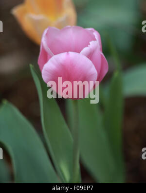 spring flowers south carolina Stock Photo - Alamy