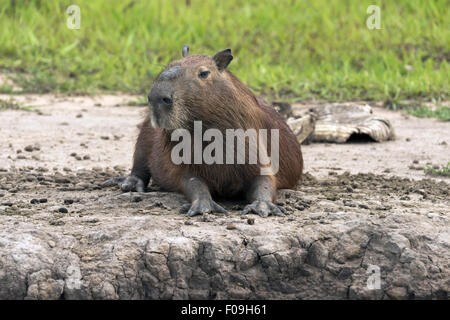 capybara in mud Stock Photo - Alamy