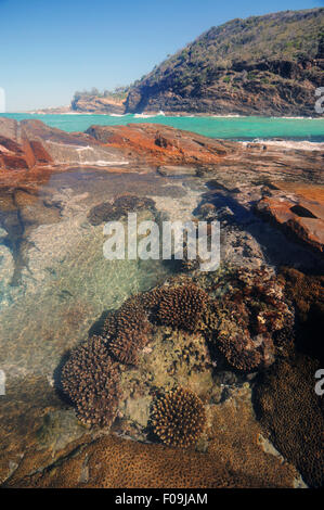Corals including Acropora growing in rockpool, Noosa National Park ...