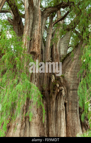 Giant Montezuma Cypress Tree, Tule near Oaxaca, Mexico Stock Photo - Alamy
