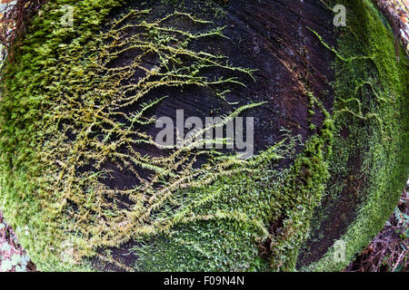 green moss covering a giant dead redwood tree as it grows on it Stock ...