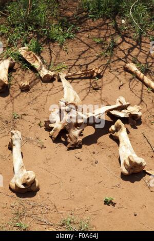 Animal bones on sand, South Africa Stock Photo - Alamy