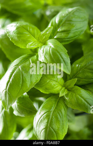 Wet Green Basil Leaves Fresh Spice, closeup, isolated on a white ...