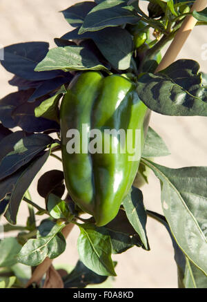 Paprika Capsicum annuum, Gruene Stock Photo - Alamy