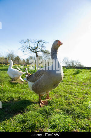 portrait of gander Stock Photo - Alamy