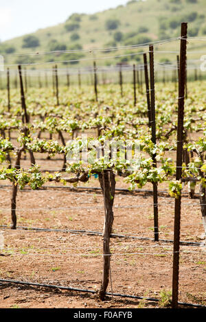 Grape vines in a vineyard Photographed in Israel Stock Photo - Alamy