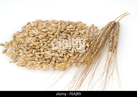 Gerstenkoerner; Gerste; Hordeum; vulgare Stock Photo - Alamy
