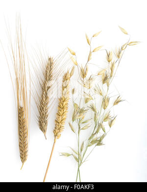 Getreidekoerner, Getreidekorn, Hafer, Weizen, Roggen, Gerste Stock ...