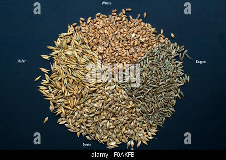 Getreidekoerner, Getreidekorn, Hafer, Weizen, Roggen, Gerste Stock ...