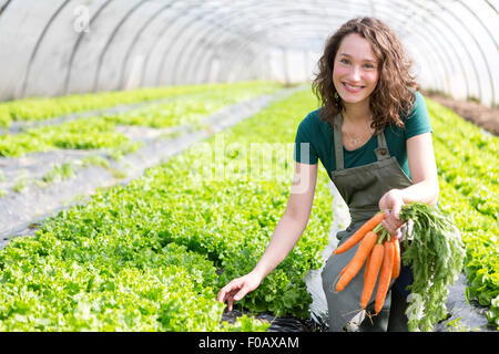 Young attractive woman farmer harvesting ripe blue grapes in sunny ...
