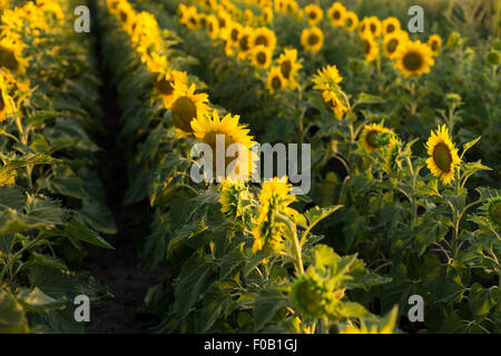 Field of sunflowers. Top view. Lines of sunflowers. Drone photography ...