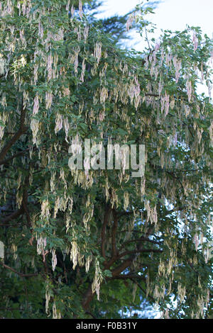 Seeds and pods of a laburnum tree Stock Photo - Alamy