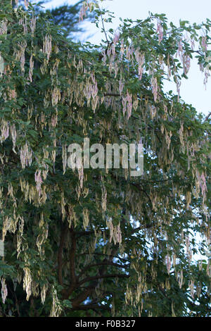 Seeds and pods of a laburnum tree Stock Photo - Alamy