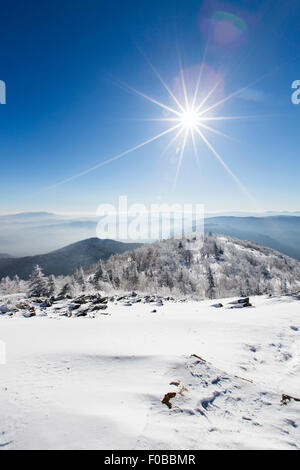 Vertical shot of a forest on a mountain covered in snow during winter ...