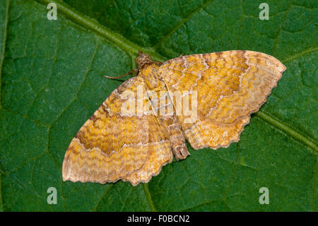 Yellow shell moth (Camptogramma bilineata) with deformed wing. British ...