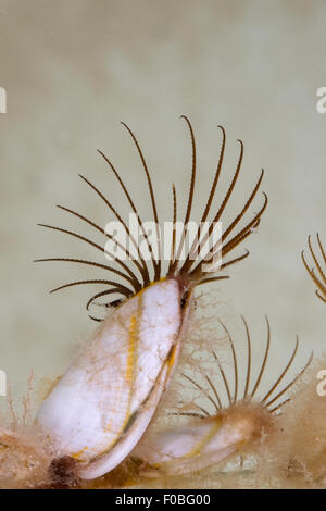 Gooseneck Barnacle, Lepas sp. feeding underwater while attached to a ...