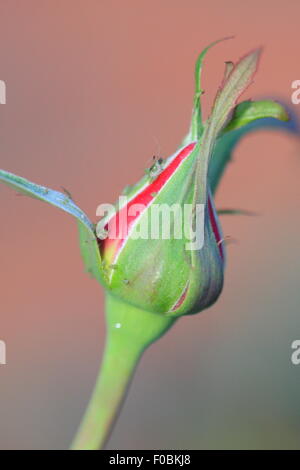 A closeup shot of a red rose in a garden Stock Photo - Alamy
