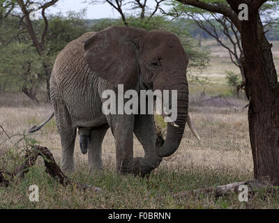 Male African elephant walking Stock Photo - Alamy