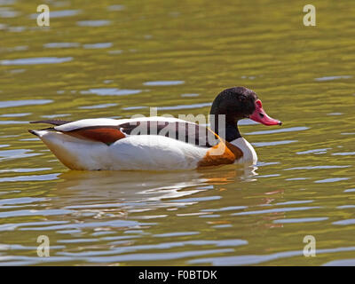 Male common shelduck swimming Stock Photo - Alamy
