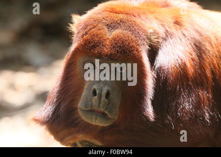 Alpha male of a red howler monkey pack in the jungle near Coroico ...