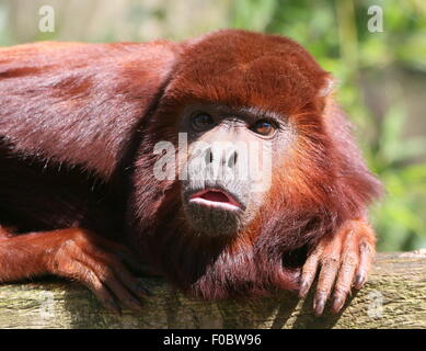 Mature alpha male Venezuelan red howler monkey (Alouatta seniculus ...