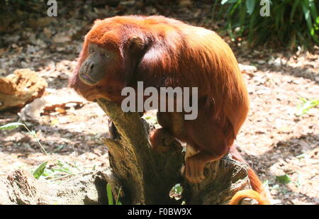Mature alpha male Venezuelan red howler monkey (Alouatta seniculus ...