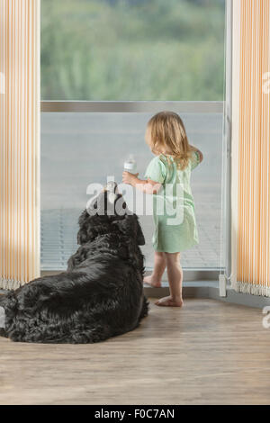 standing Border Collie Stock Photo - Alamy