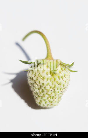 image of a Strawberry fruit,unripe green, studio shot, shallow dof ...