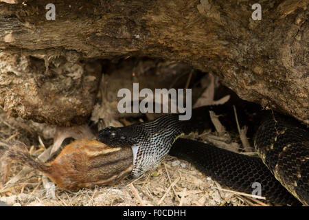 Timber Rattlesnake Crotalus horridus Eating chipmunk Pennsylvania Stock ...