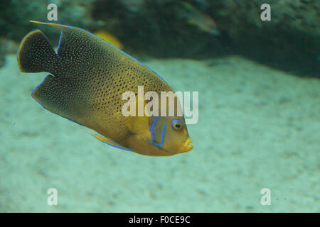 Bermuda blue angelfish Holacanthus bermudensis Stock Photo - Alamy