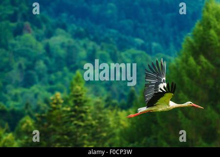 European White Stork in flight Stock Photo - Alamy