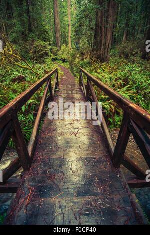 A Bridge in the Redwood Forest, California 1884 Stock Photo - Alamy