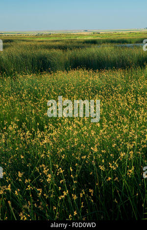 Bulrush by pond, Camas National Wildlife Refuge, Idaho Stock Photo - Alamy