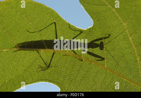 SILHOUETTE OF A PRAYING MANTIS. MANTISES OR MANTIDS ARE IN THE ORDER ...