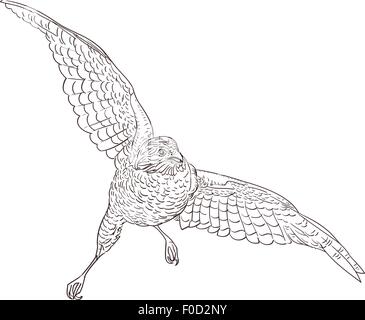 Peregrine Falcon Drawing Stock Photo: 162203856 - Alamy