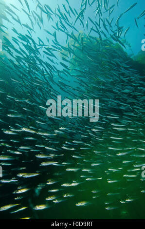 Sardine School of fish swimming at Catalina Island Kelp Forest Stock ...