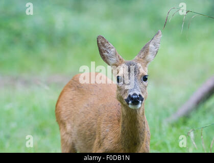European roe deers (Capreolus capreolus) in agriculture, Canton Aargau ...