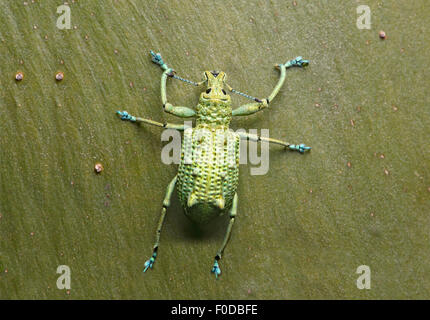 Capirona tree (Calycophyllum spruceanum), on tropical rainforest Stock ...