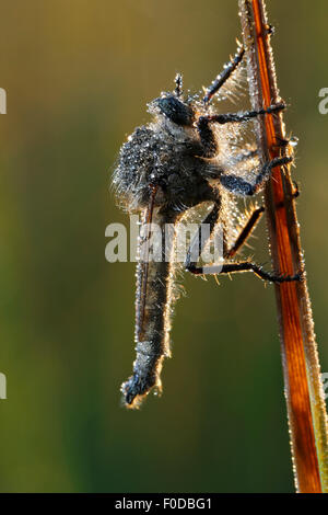 close up of a robberfly insect ,Machimus cingulatus, on a blur ...