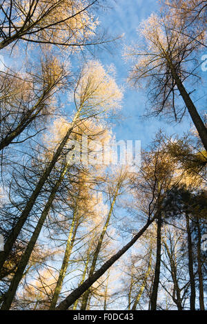 Looking up into the tree canopy, Yorkshire England UK Stock Photo - Alamy
