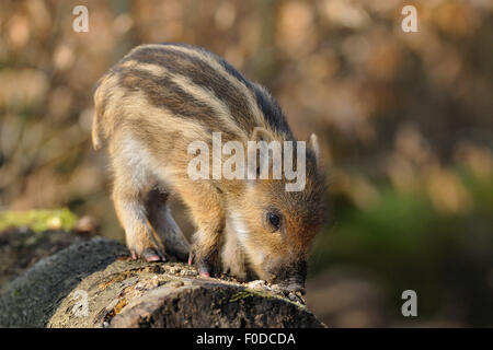 Young Wild boar on a trunk in a forest / Sus scrofa Stock Photo - Alamy