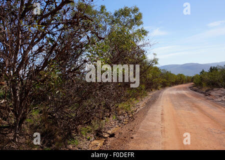 Branches of Port Jackson trees infected with with rust fungus as an on ...