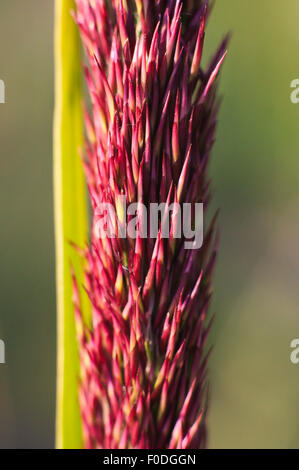 Reed (Phragmites australis) flower detail, Germany Stock Photo - Alamy