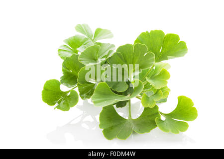 Fresh ginkgo biloba bunch isolated on white background. Alternative ...