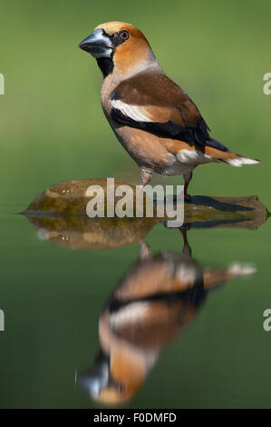 Hawfinch (Coccothraustes coccothraustes) male at water, Pusztaszer ...