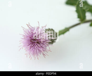 Acker-Kratzdistel, Ackerkratzdistel, Kratzdistel, Distel, Cirsium ...