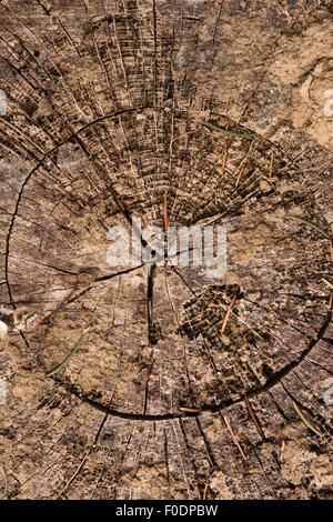Extremely detailed macro close-up of a Common Brimstone (Gonepteryx ...